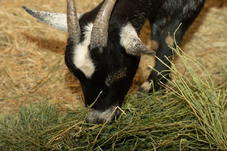 Calcium for Goats: It's More than Strong Bones - Goat Journal